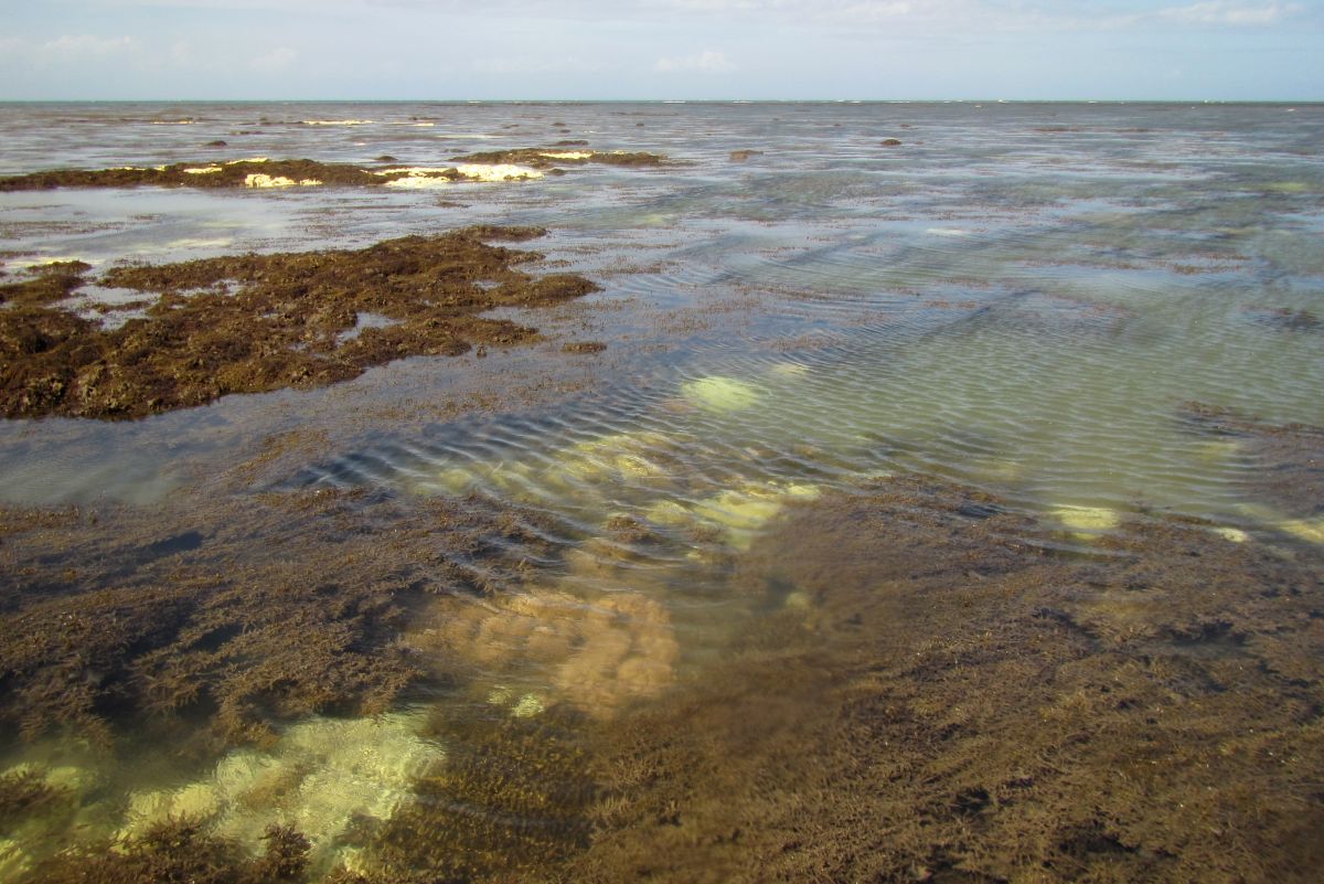 Queensland Coast: Coral Bleaching on Inshore Reefs near Cairns