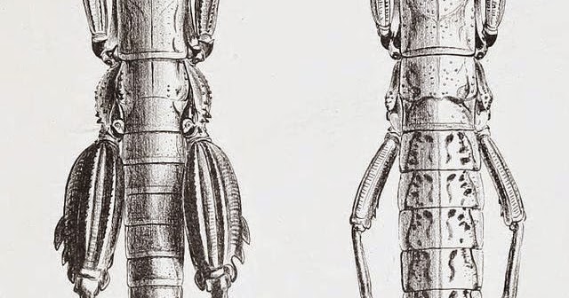 Entomologando: Dryococelus australis