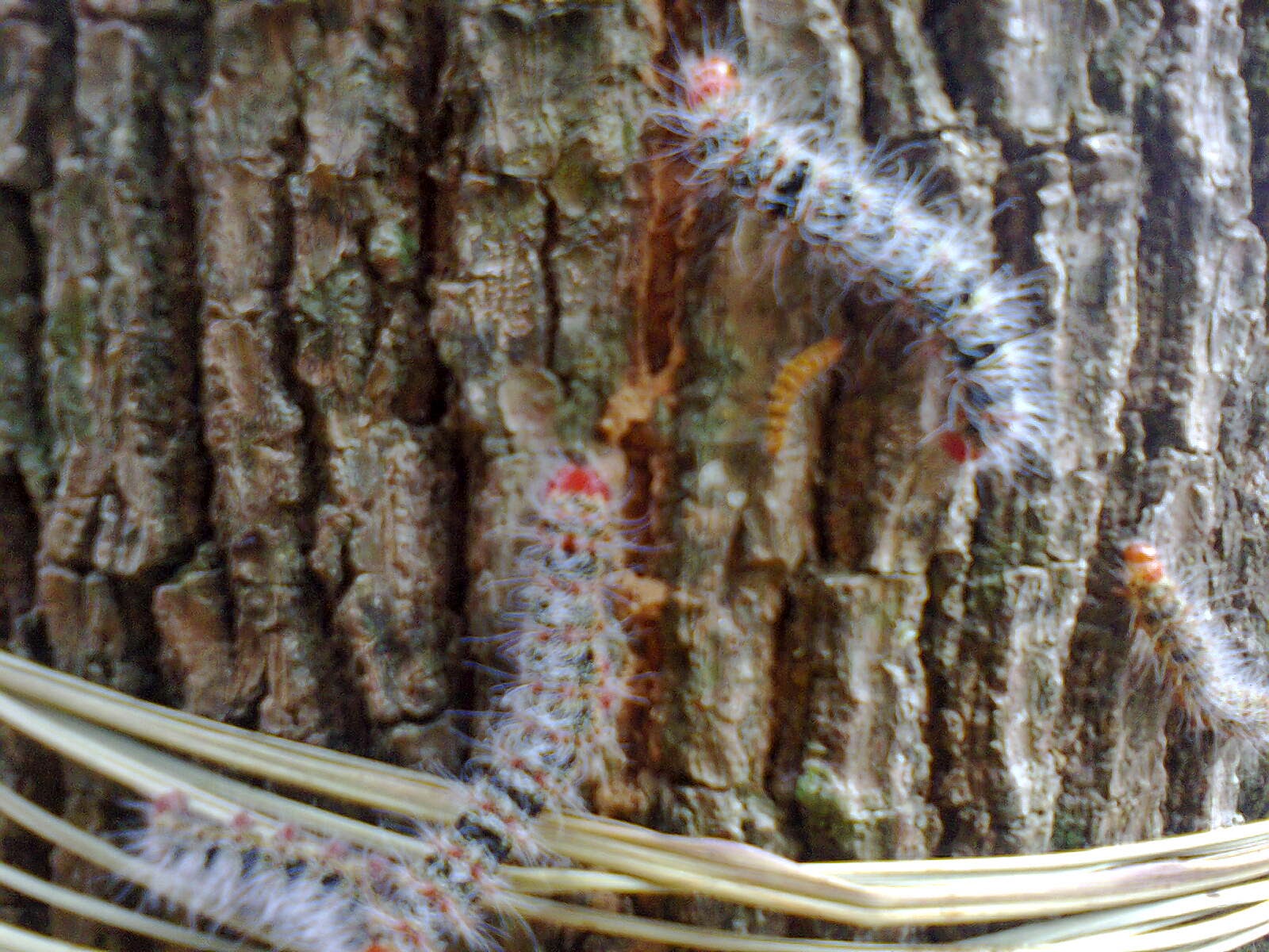 Penelitian Hama Ulat Pada Pohon Alpukat ~ kemul lorek