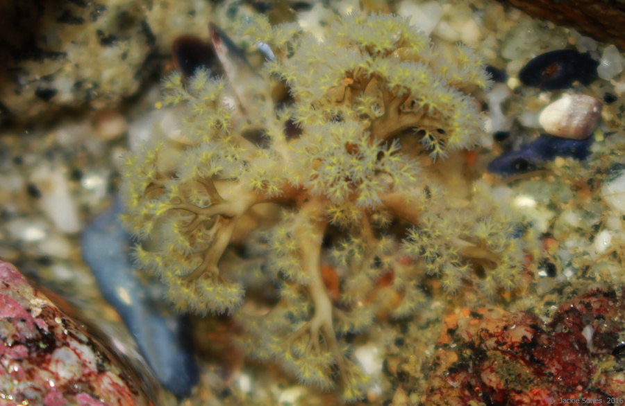 The Natural History of Bodega Head: The owner of the golden branches