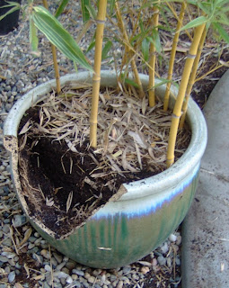 Bamboo Geek: The best containers to grow bamboo in...