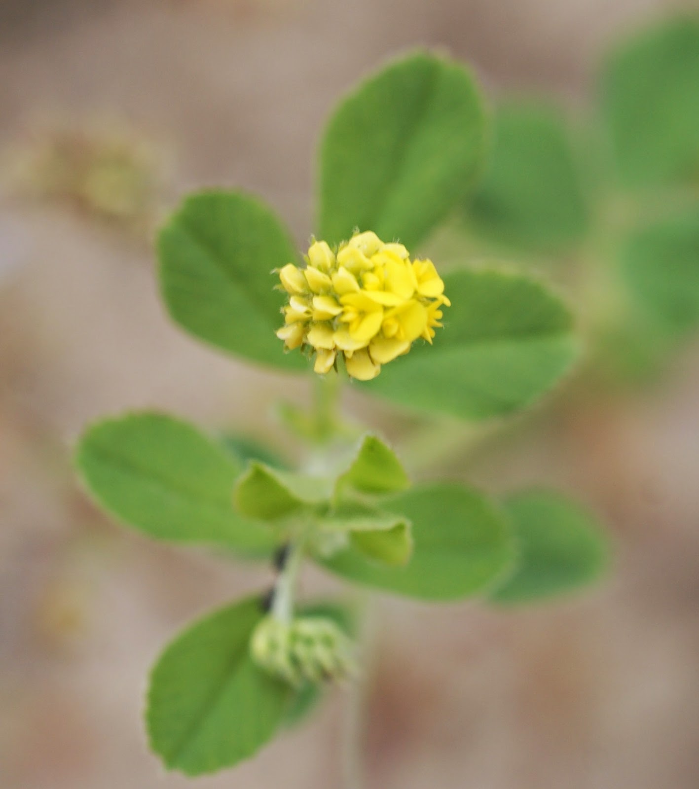 HORTA À PORTA: MEDICAGO LUPULINA (LUZERNA-PRETA, BLACK MEDIC, LUZERNE ...