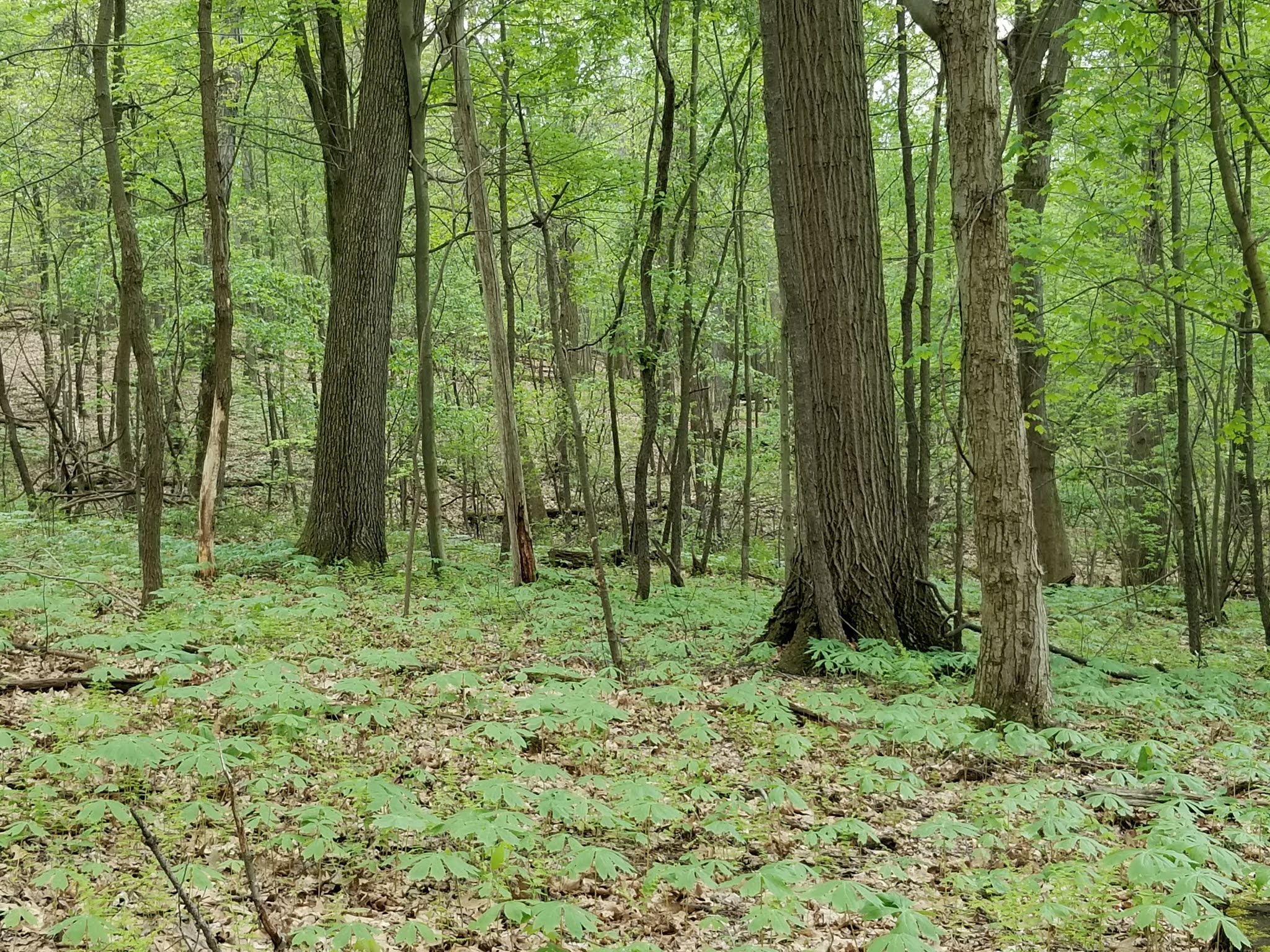 Central Pennsylvania Forestry: 2021