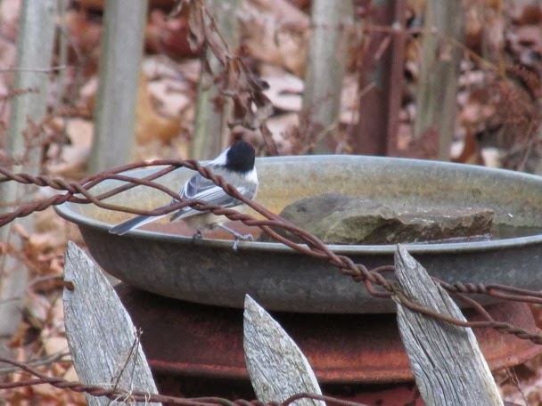 Grandma Pearl's Backporch: The Importance of Providing Water for Wild ...