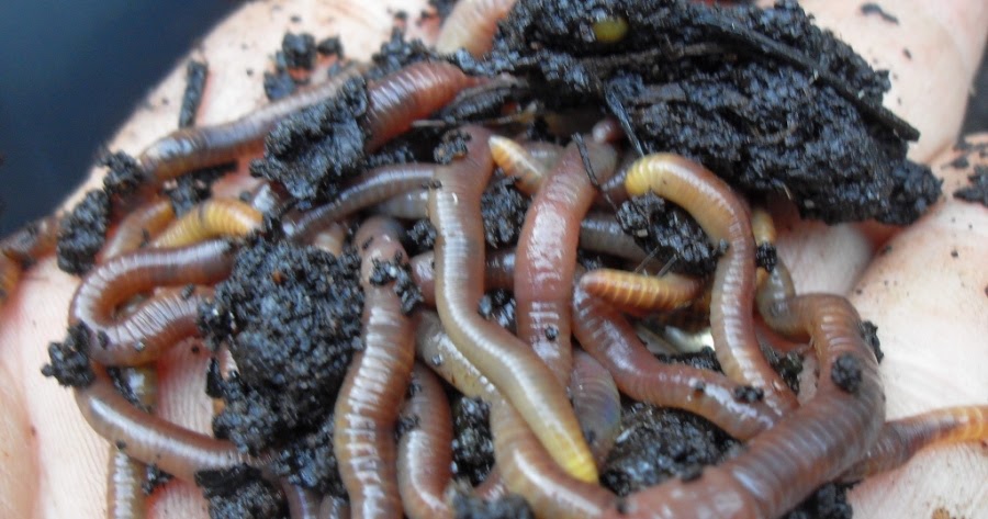Biosolids Battle Blog: Sewage Sludge and Soil Worm Populations ... NOT ...