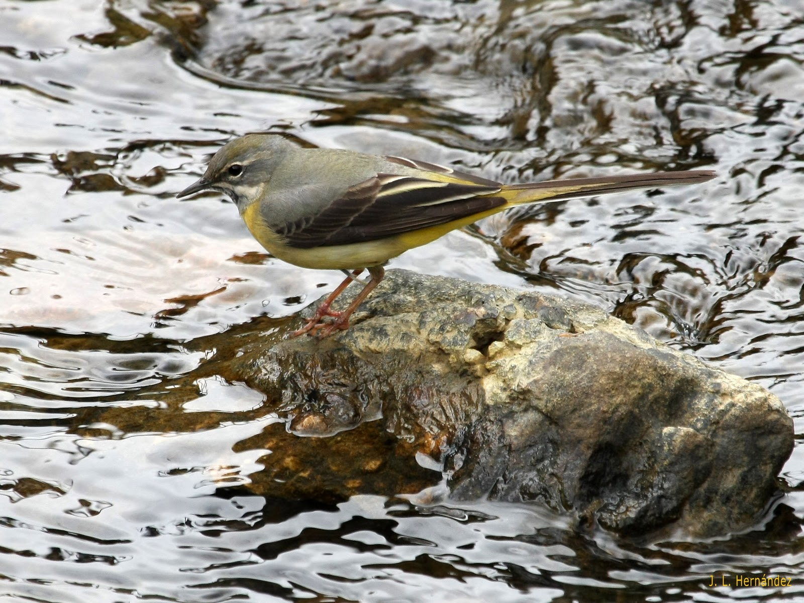 HEGAZTIKLIK: LAVANDERA CASCADEÑA (Motacilla cinerea)