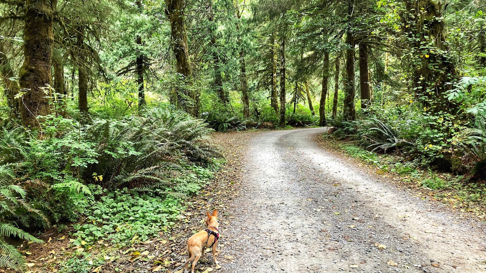 Over the Hill Sisters: Nehalem Falls Campground (OR)