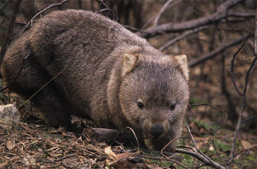 Wombat | The Biggest Animals Kingdom Wombat | The Biggest Animals Kingdom