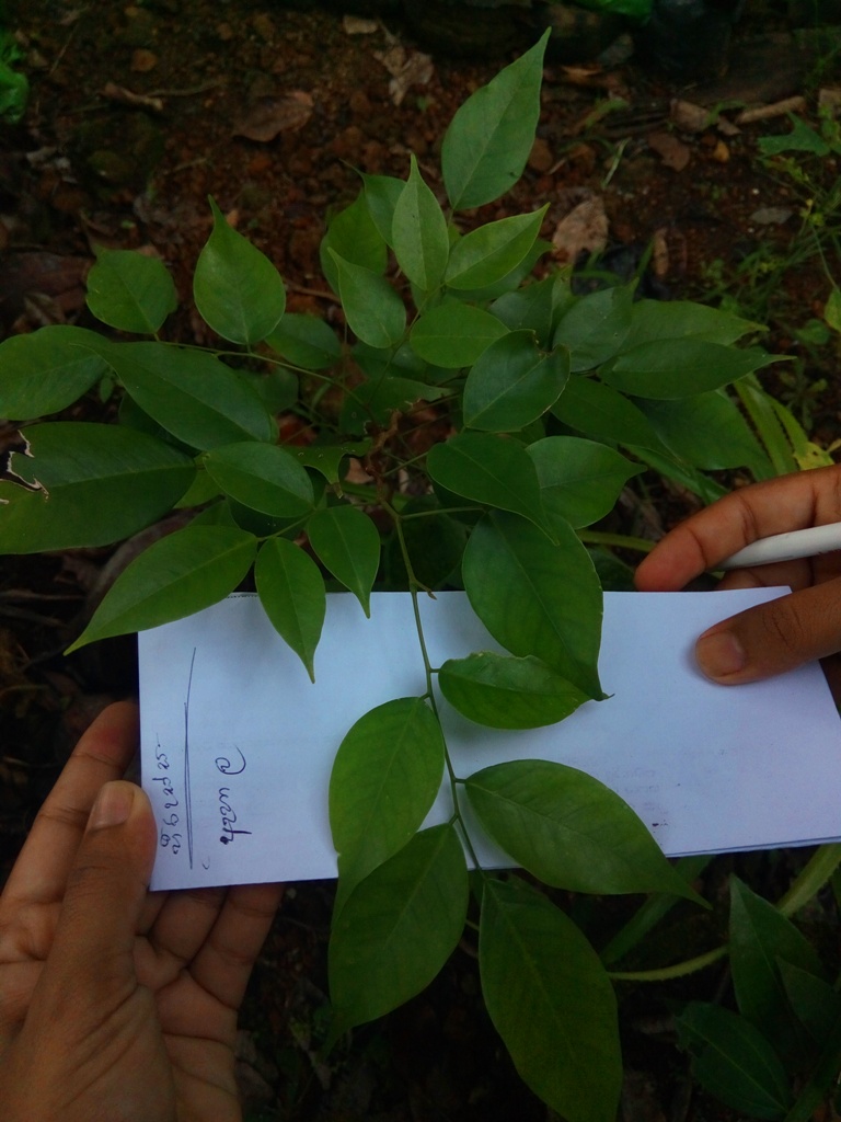 Cassia fistula / Ehala / ඇහැල / Aragvadha/ Rajavruksha/ Sampaka ...