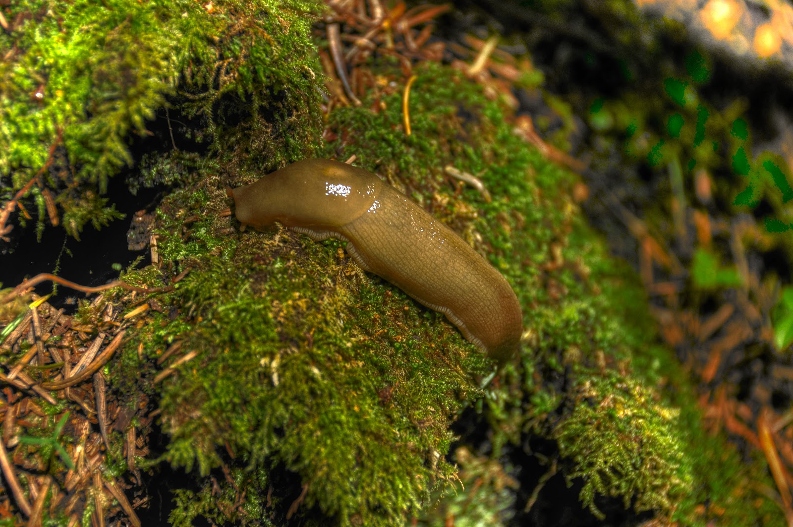 nature big nature small: my friends banana slug and bee, camano island, wa