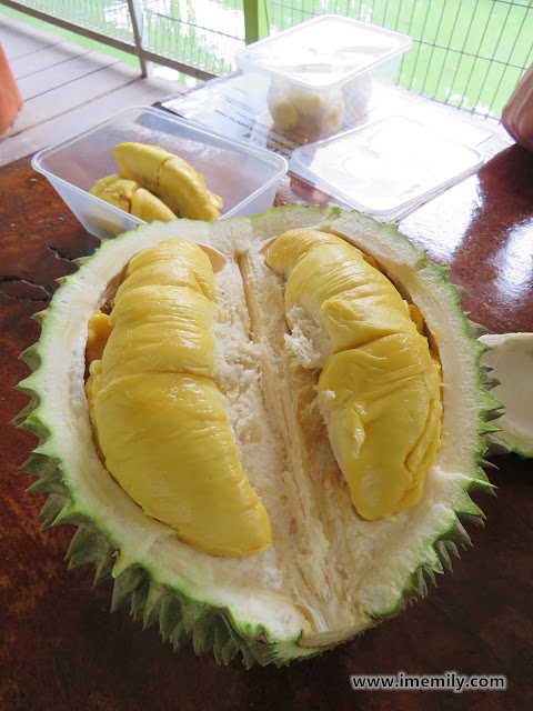 Raub Trip for Musang King Durian Tasting