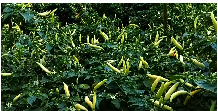 TANI MILENIAL: CARA MENANAM CABAI YANG BAIK DAN BENAR DARI PENYEMAIAN ...