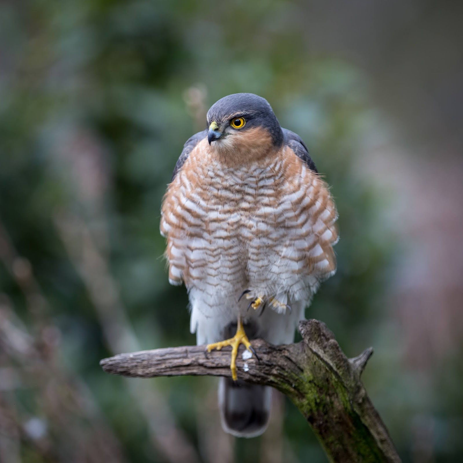 TrogTrogBlog: Sparrowhawk news
