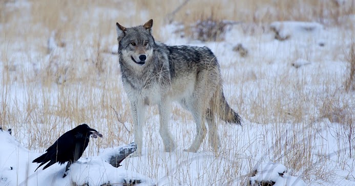 White Wolf : Wolves and Ravens; A Fascinating Relationship (Photos)