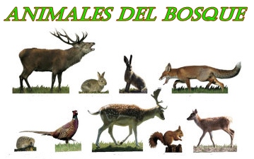 LOS PEQUES DE SARA: LOS AMIGOS DE BAMBI