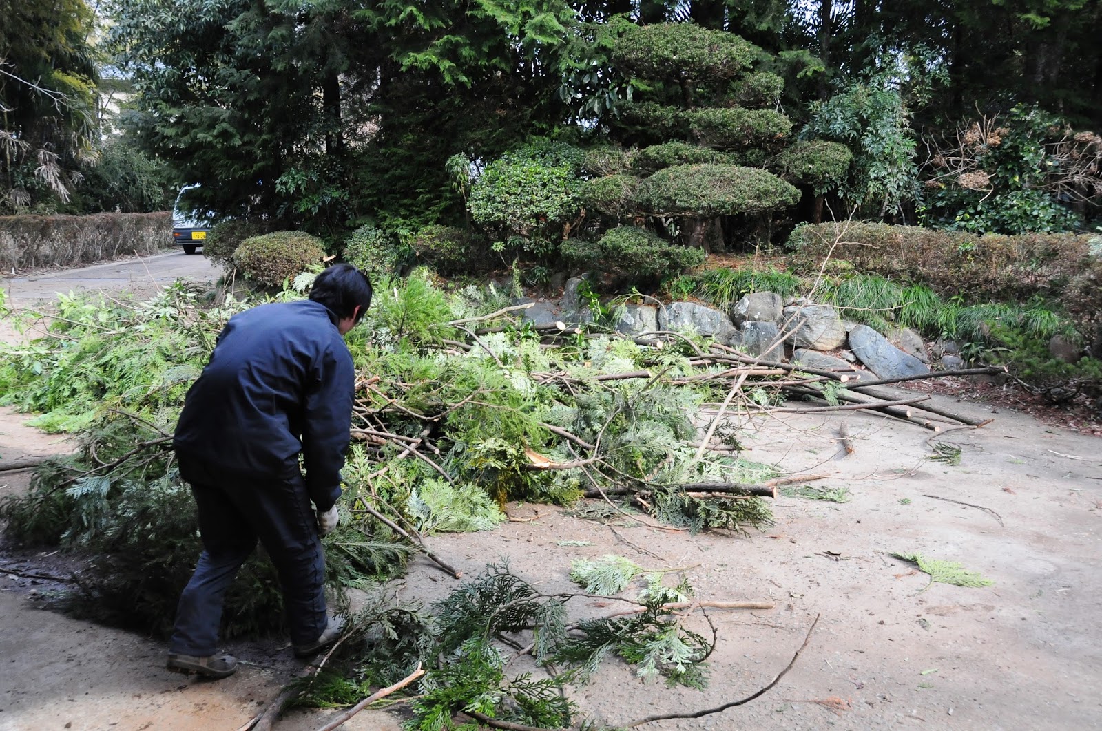 Our Japanese Eco-Kominka: East Side Tree felling in February 2013.