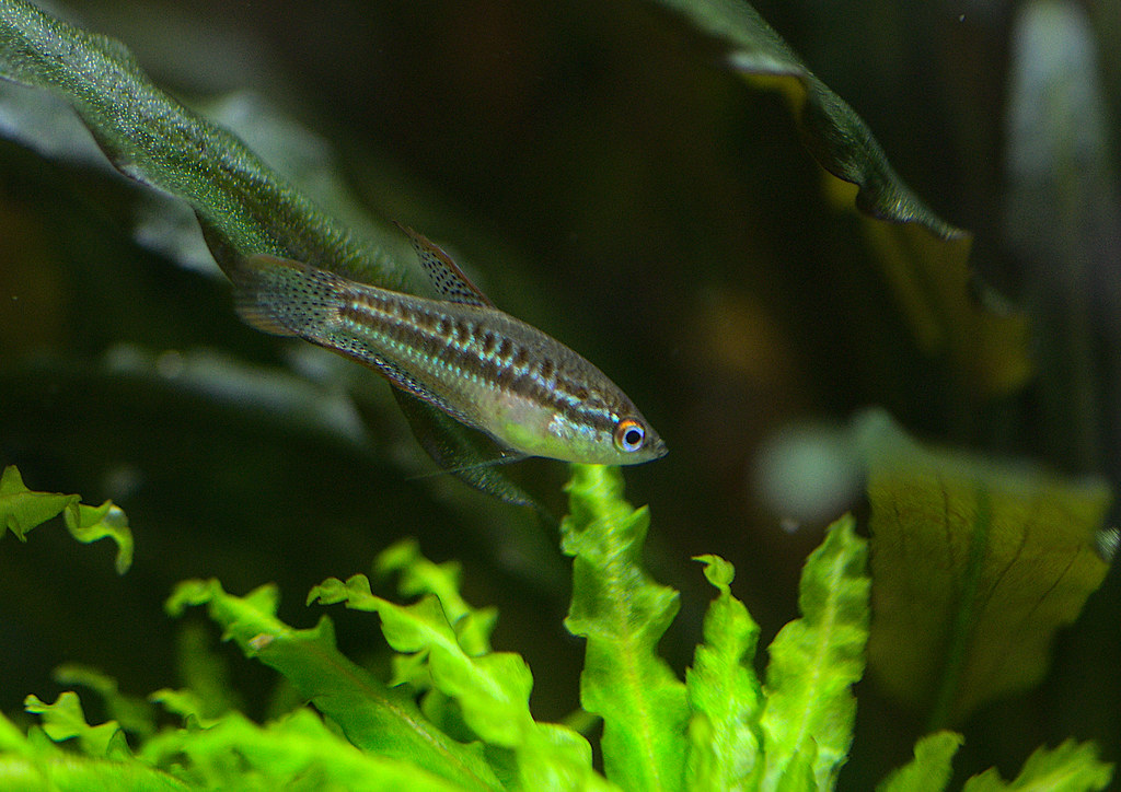 How to Spawn Trichopsis Pumila Fish - fish-hobbyist