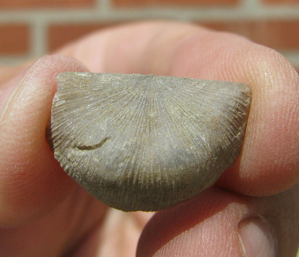 Views of the Mahantango: Amphistrophia funculata brachiopod from the ...