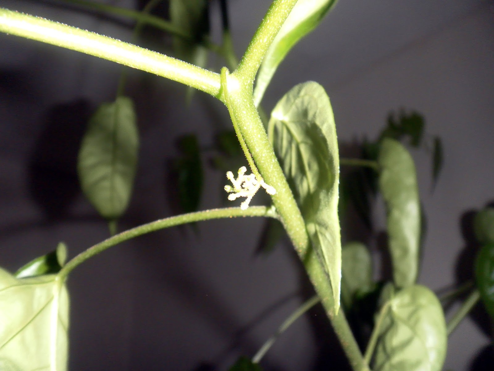 Scirpidiella's Plants: Hardy Tamarillos (Cyphomandra sp.div.)