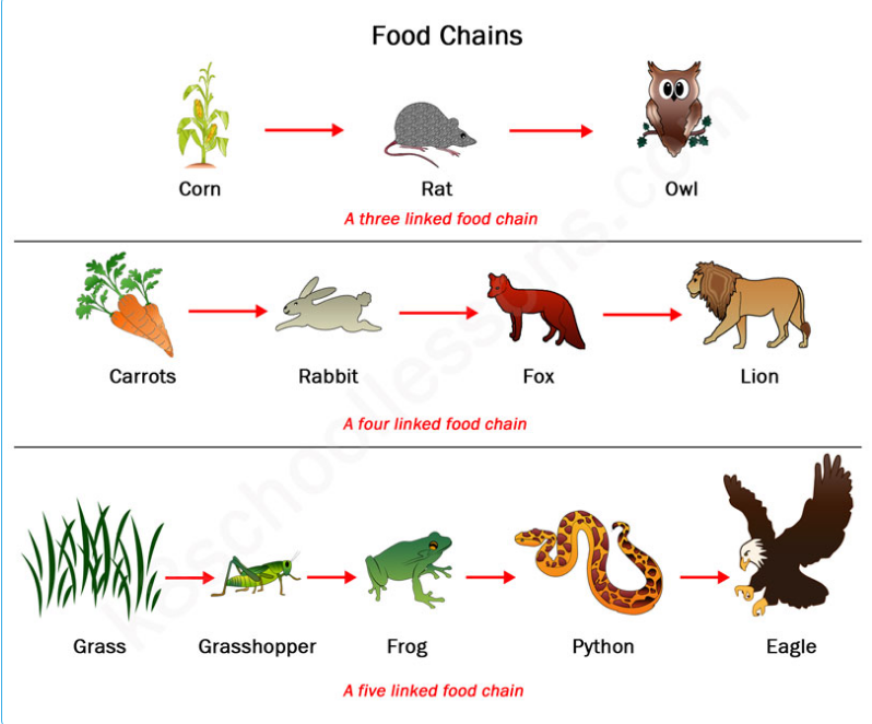 food cycle