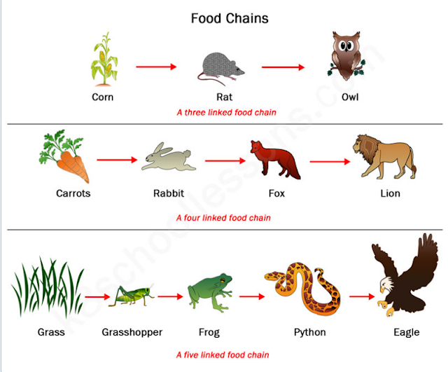 food cycle