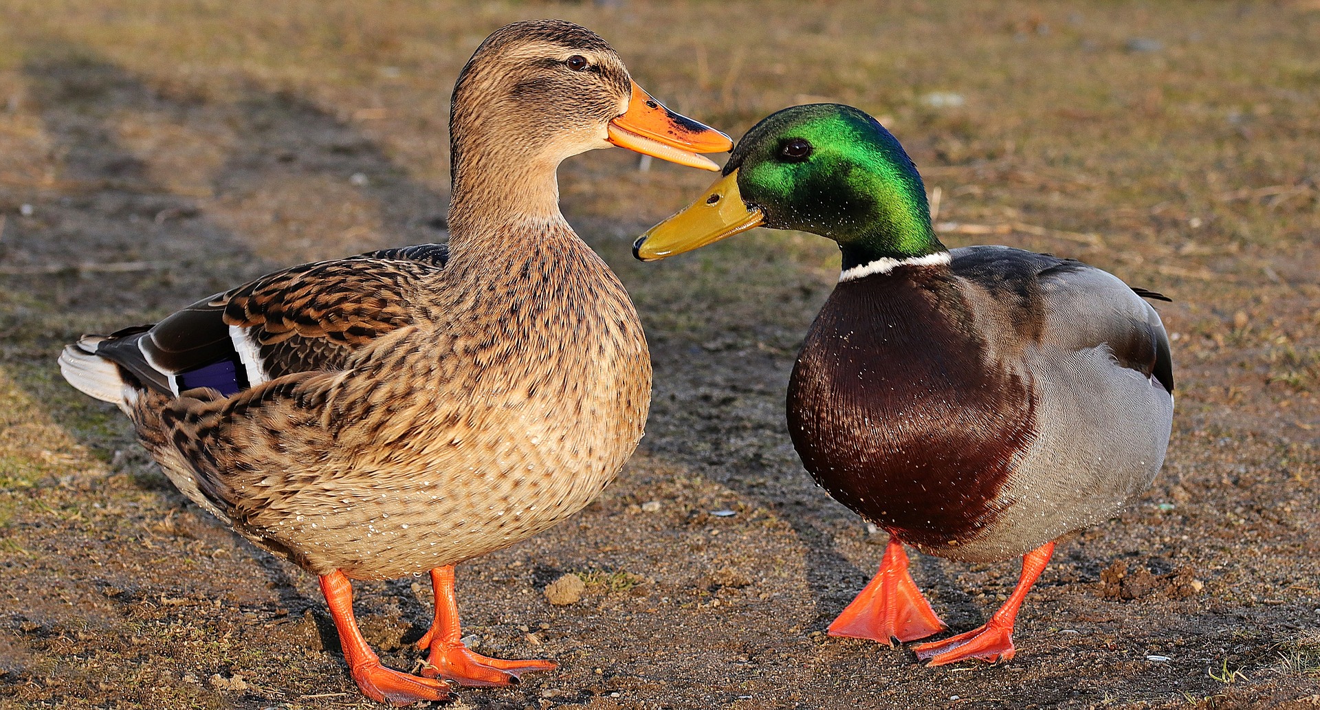 BALI DUCKS and MUSCOVY DUCKS Weight and Uses and Classifications