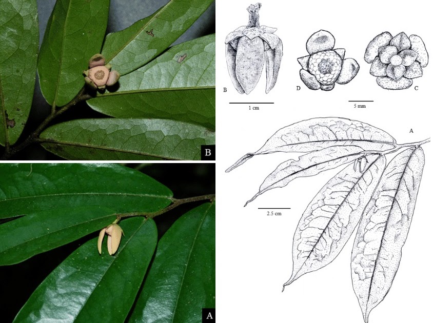 Species New to Science: [Botany • 2019] Polyalthia khaoyaiensis ...