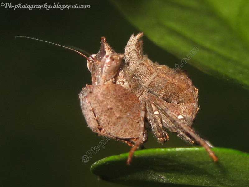 Praying Mantis Pictures | Nature, Cultural, and Travel Photography Blog