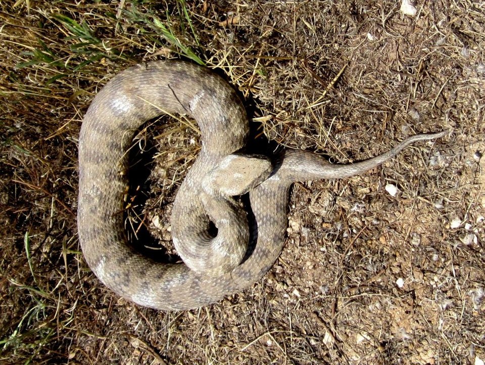 Ερπετά και αμφίβια της Κύπρου - Reptiles and amphibians of Cyprus by ...