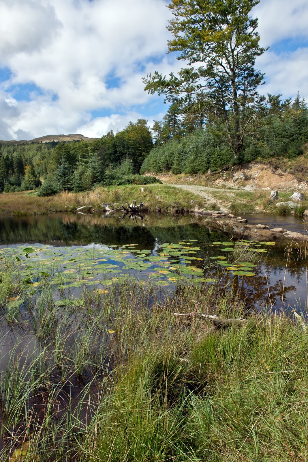 Wigtwizzle - Norman Smith's Travel Blog.: Harrop Tarn and Thirlmere