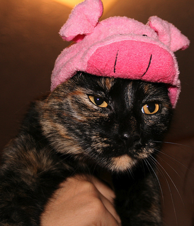 WOW : KUCING PAKAI BAJU BABI? | Fulamak.org