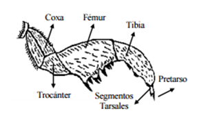 Adaptaciones Morfológicas de los Invertebrados: Modificación de las patas