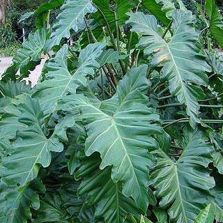 Q' Planta é Essa?: Guaimbê-da-Folha-Ondulada