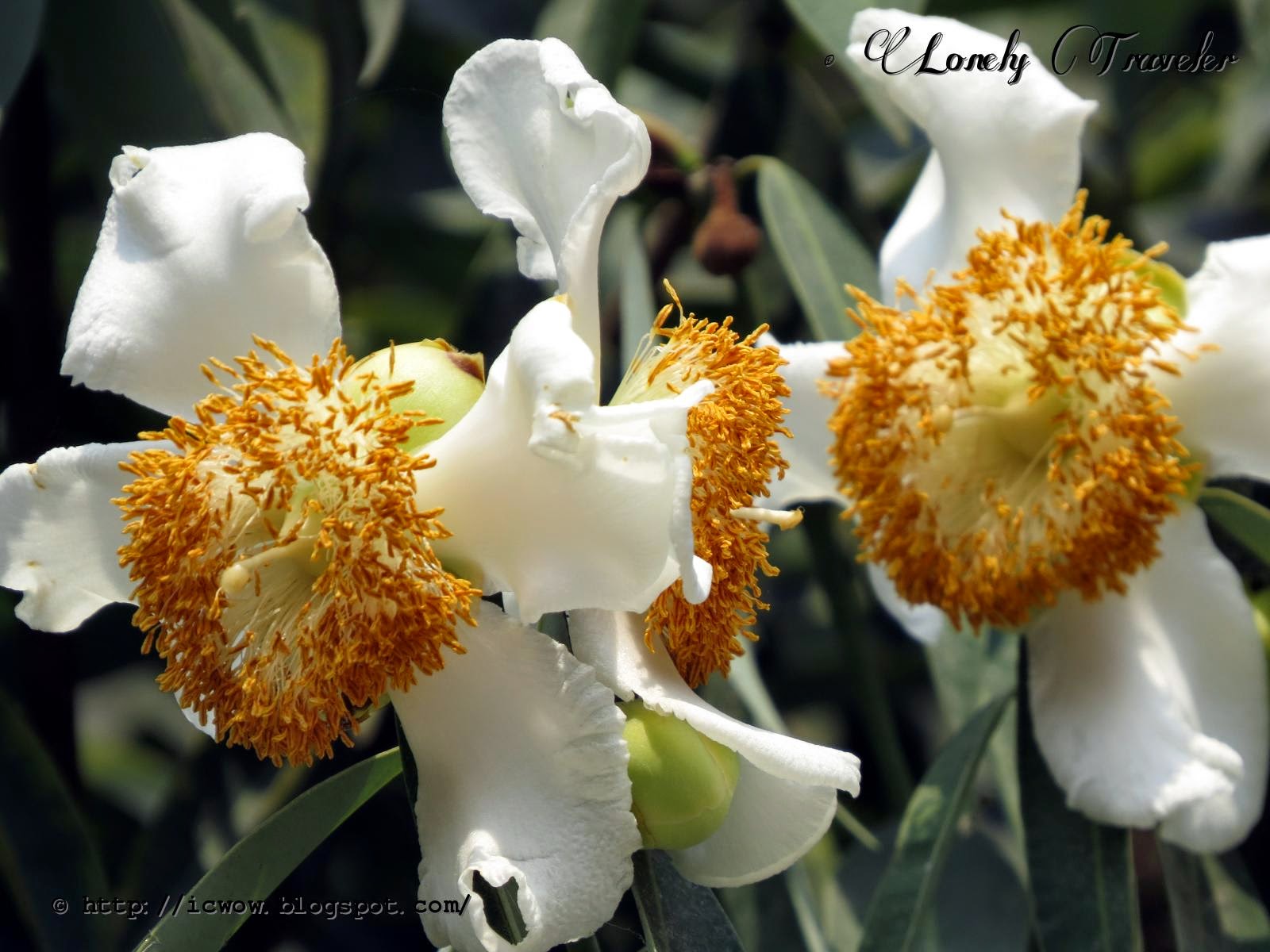 Nagesshor ful (নাগেশ্বর ফুল) - Mesua ferrea