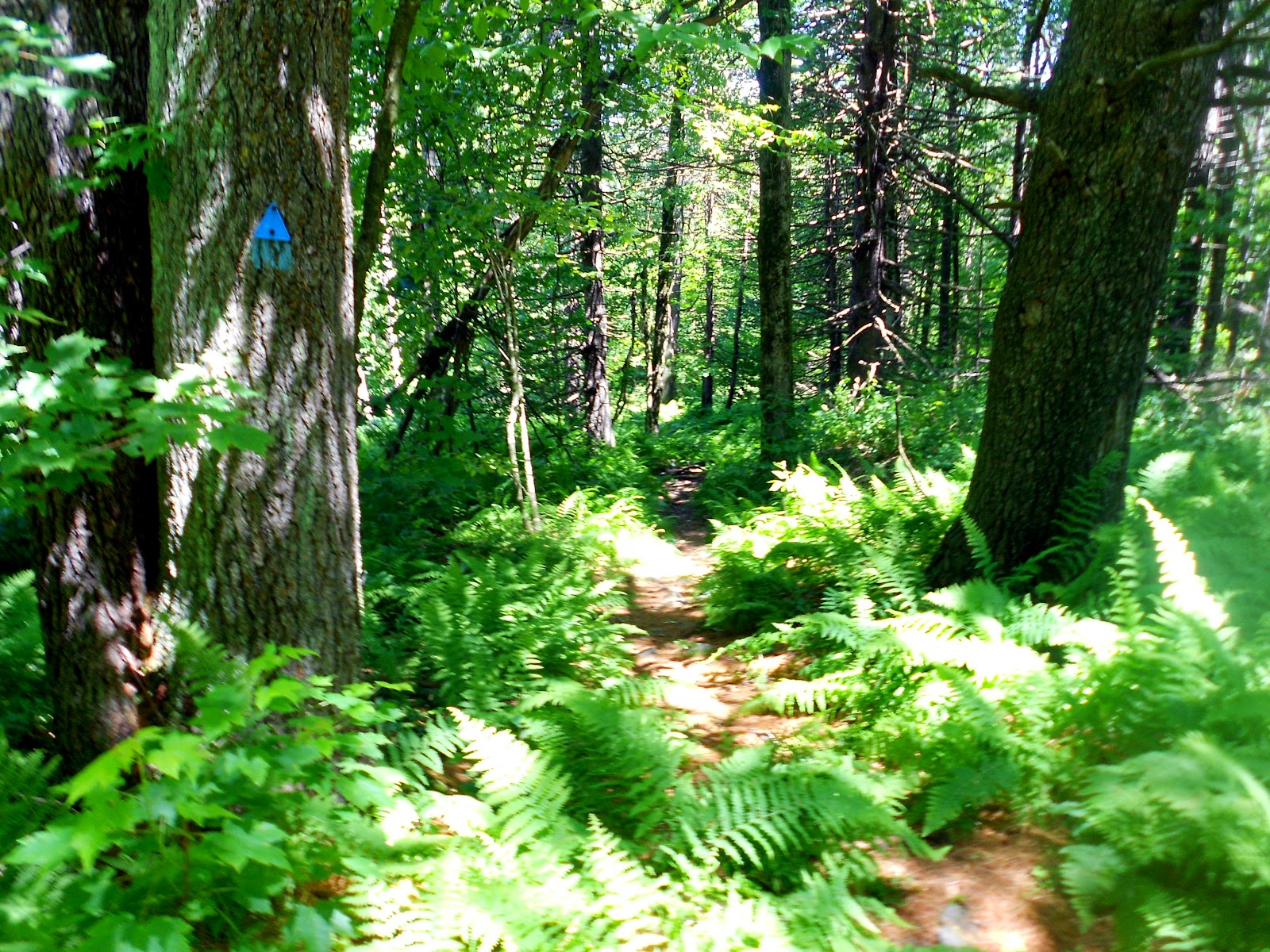 Breakheart Trail Running: Midstate Trail Hike