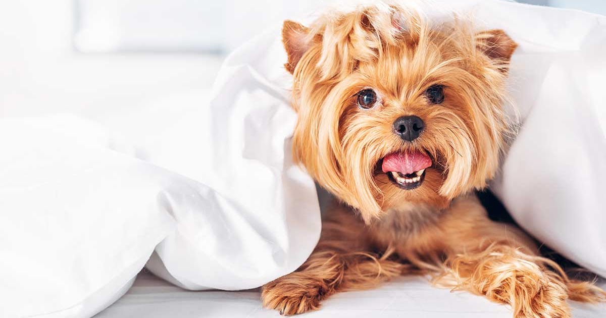 Some Of The Best Small House Dogs To Get If You Live In Apartment