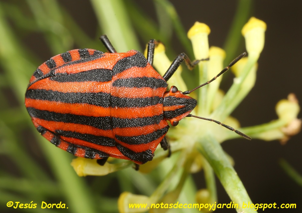 Notas de campo y jardín: Insectos en rojo y negro. Algunos de los ...