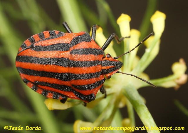 Notas de campo y jardín: Insectos en rojo y negro. Algunos de los ...