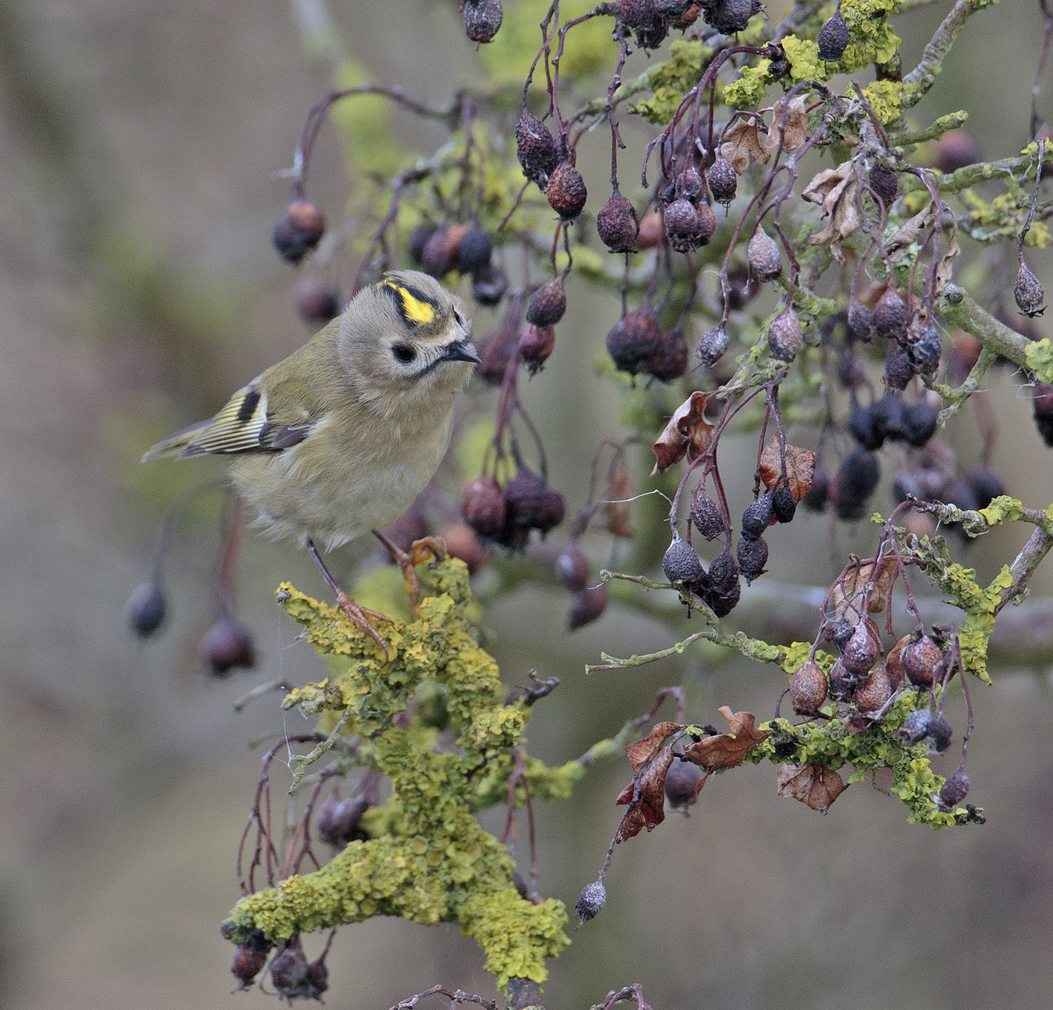 pewit: Goldcrests