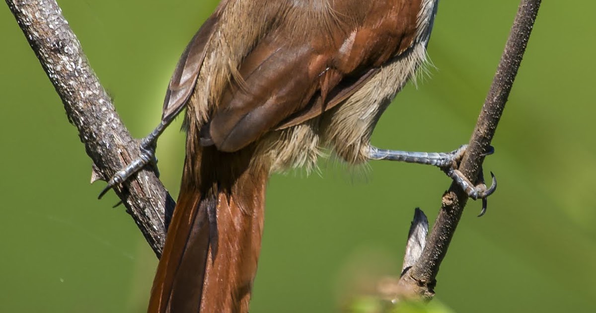 Paa 'jarito: La Pipia