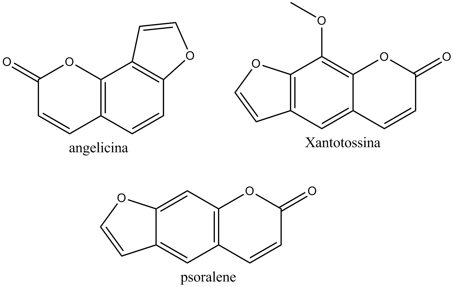L'agrifoglio e La Luna: Tra i Mondi: Una pianta infestante e i suoi ...