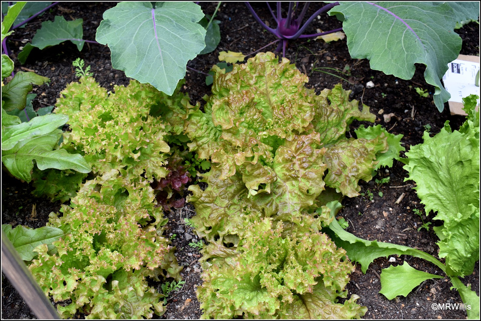 Mark's Veg Plot: Lettuce