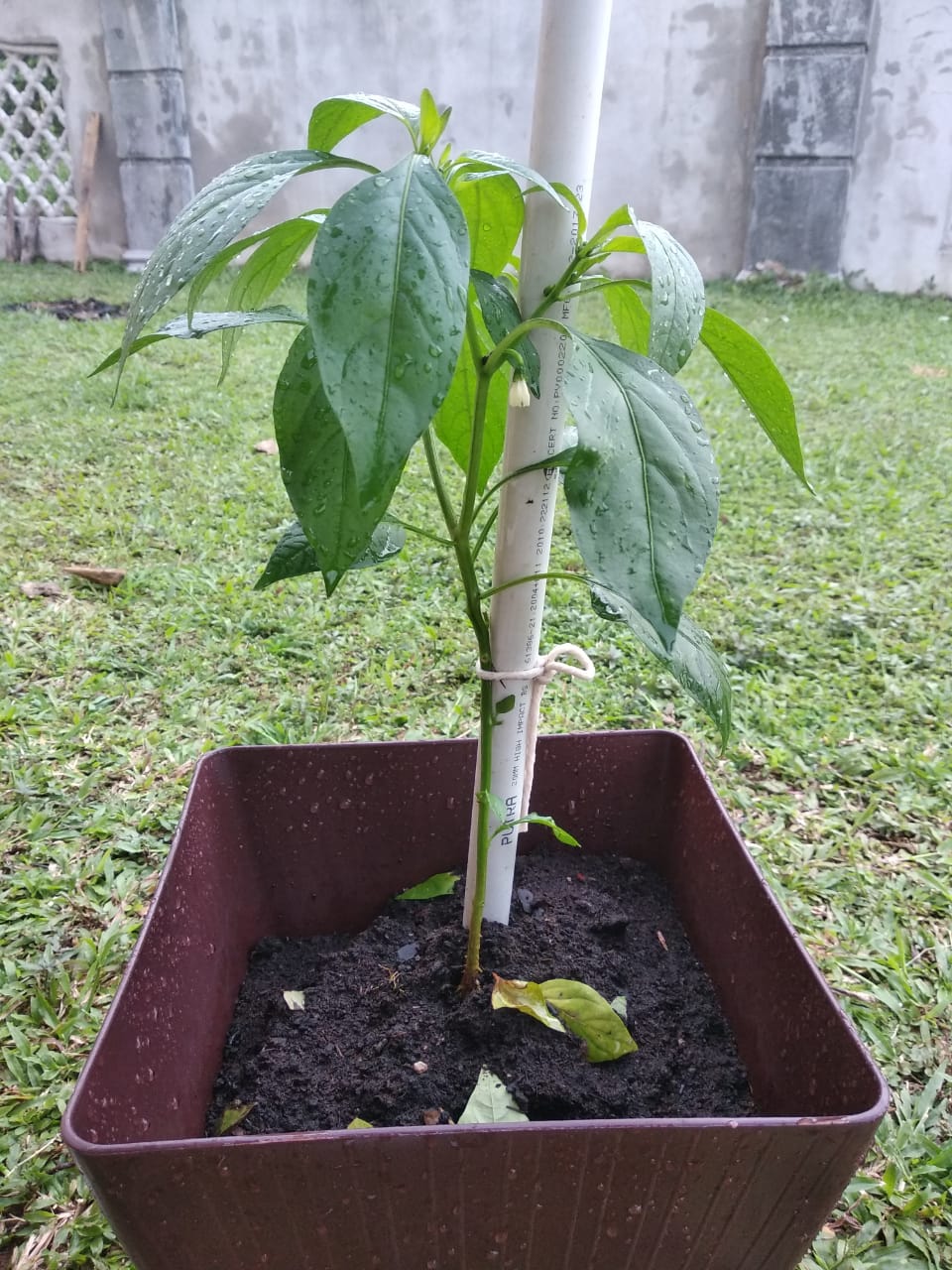 Trim daun akhirnya pokok cabai merah berbuah - N . E . Z . A . H . S ...