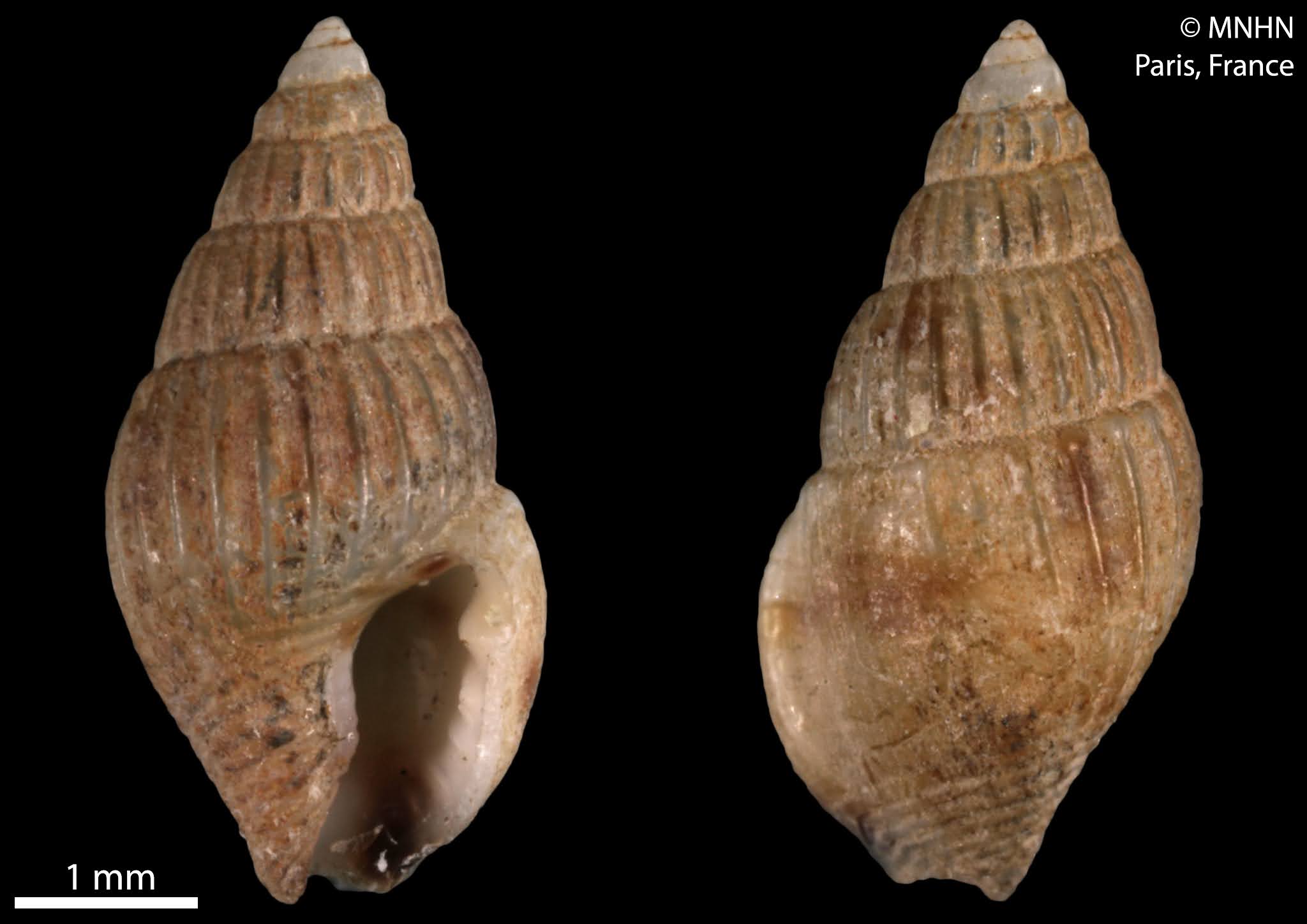 Variety of Life: Columbellidae