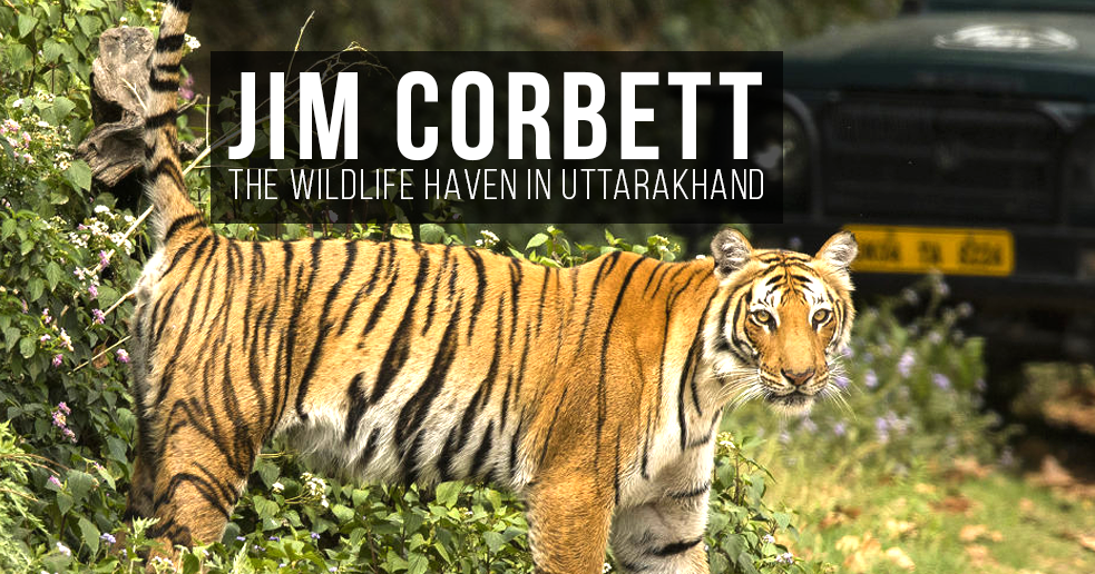 Jim Corbett National Park – Interesting Wildlife Things to Know