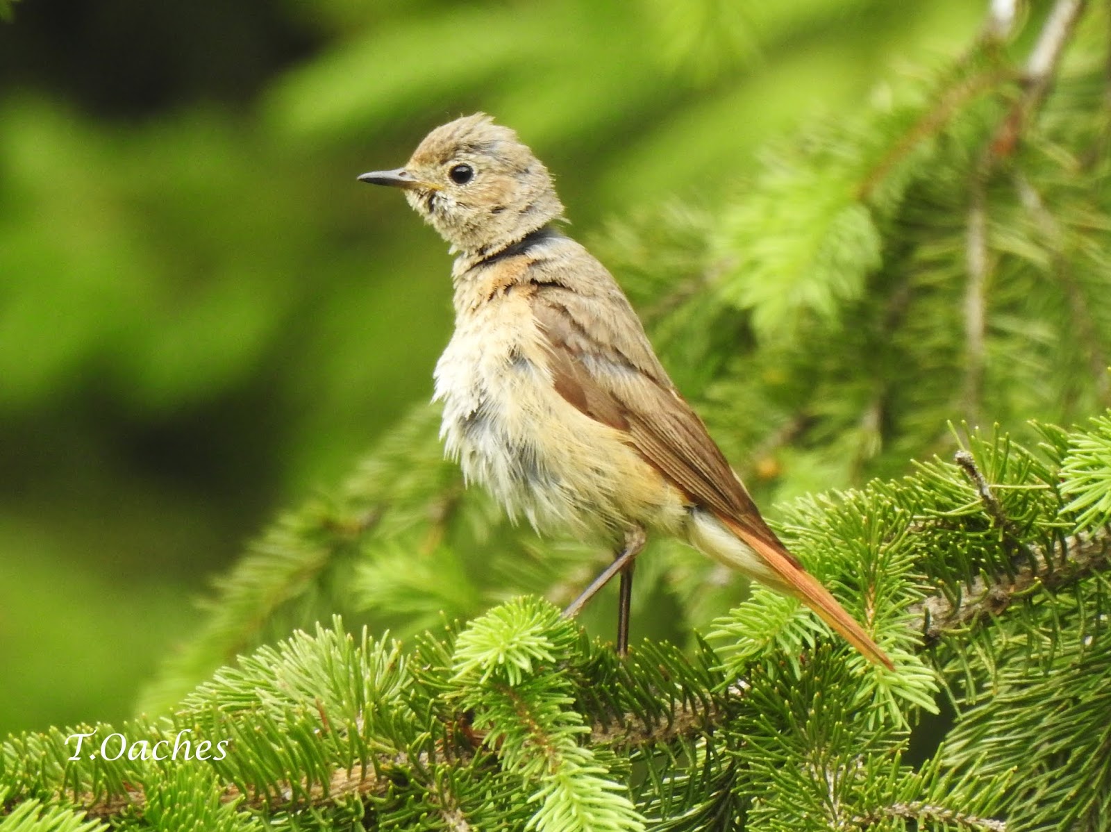 PASARI DIN ROMANIA: CODROSUL DE PADURE (1), Phoenicurus phoenicurus