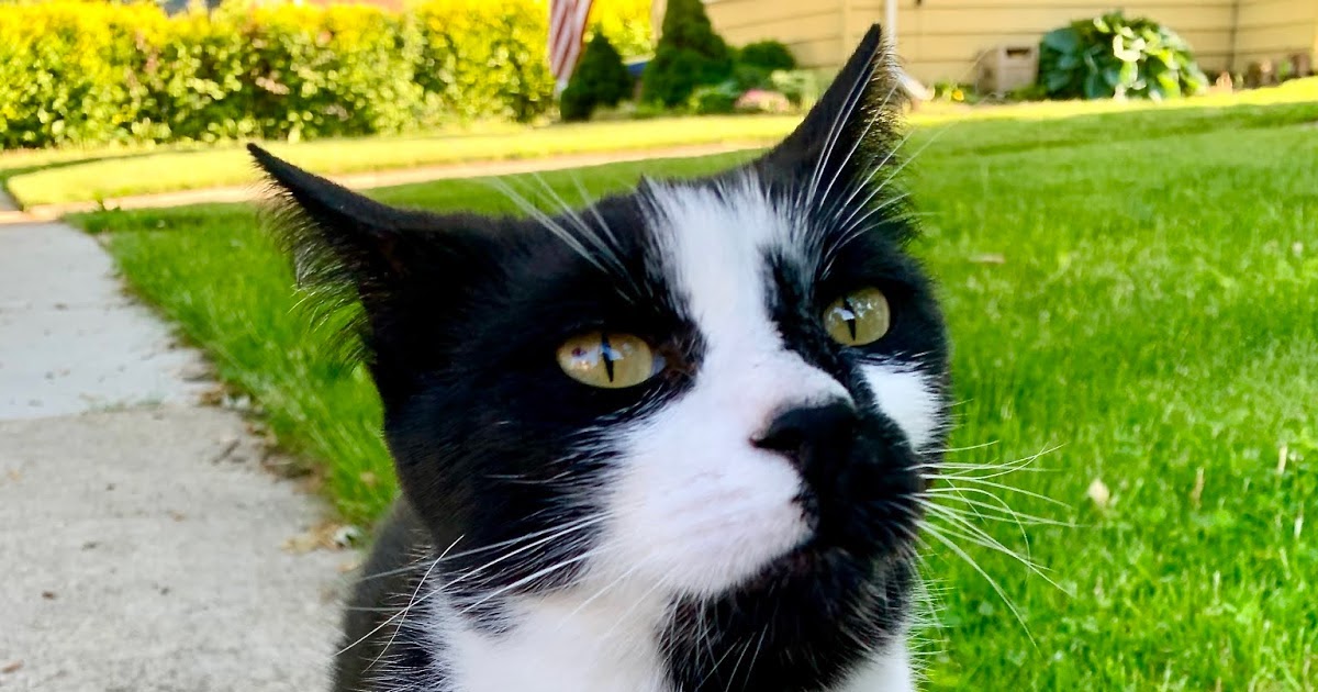 Eastside Cats: 'Hood Cats