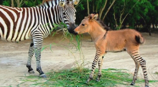 RARO: Filho de uma zebra com um Burro = ‘Zebrasno’ - YouTubiFun - Blog ...