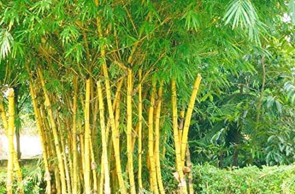 Rukun: CARA TANAM POKOK BULUH KUNING
