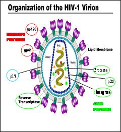 A Health Care Blog by Dr Vikash Singh: HIV Structure – Life Cycle ...